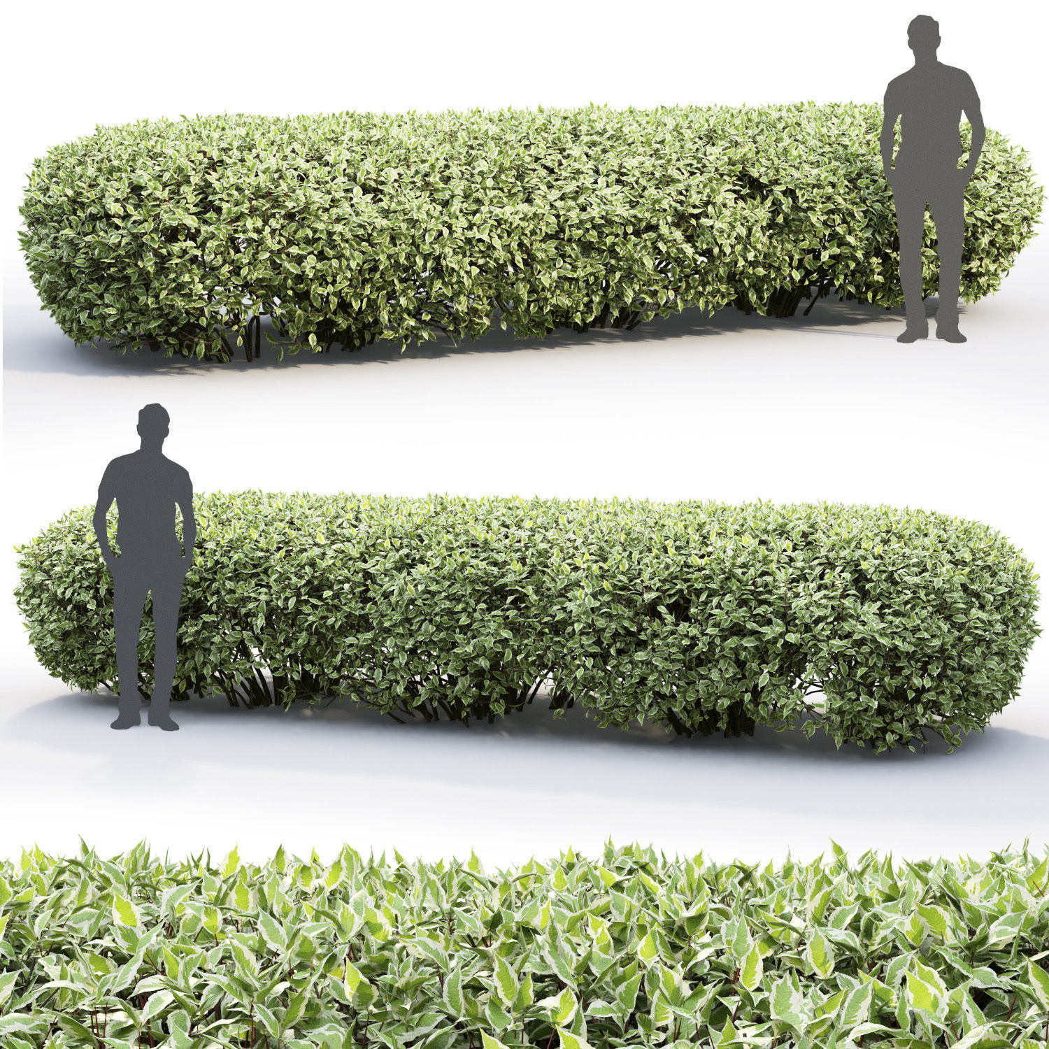 Cornus Elegantissima Hedge 3D model | CGTrader