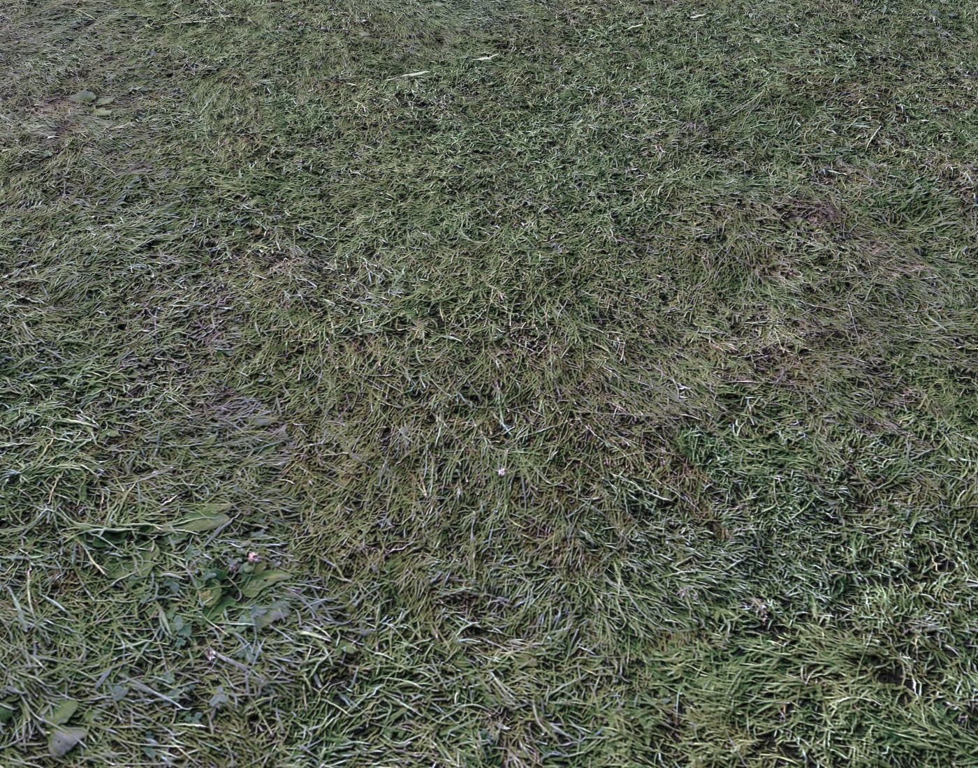 Dark grass textures Texture | CGTrader