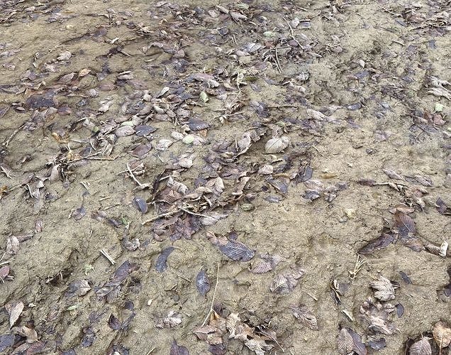 Muddy terrain PBR pack 1 Texture | CGTrader