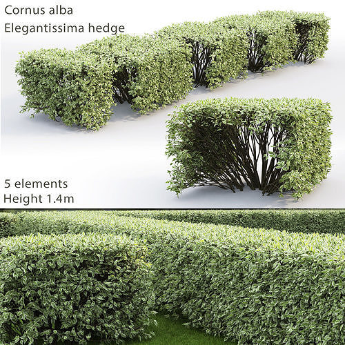 Cornus Alba Elegantissima Hedge 03 3D model | CGTrader