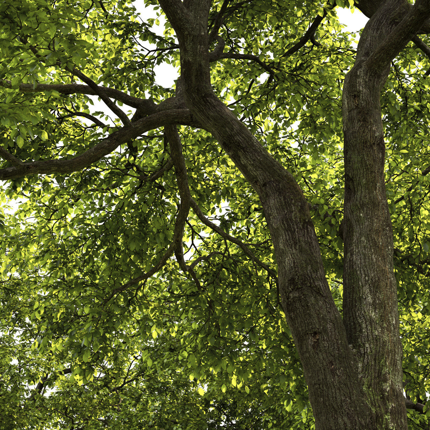 Elm-tree 01 3D model | CGTrader