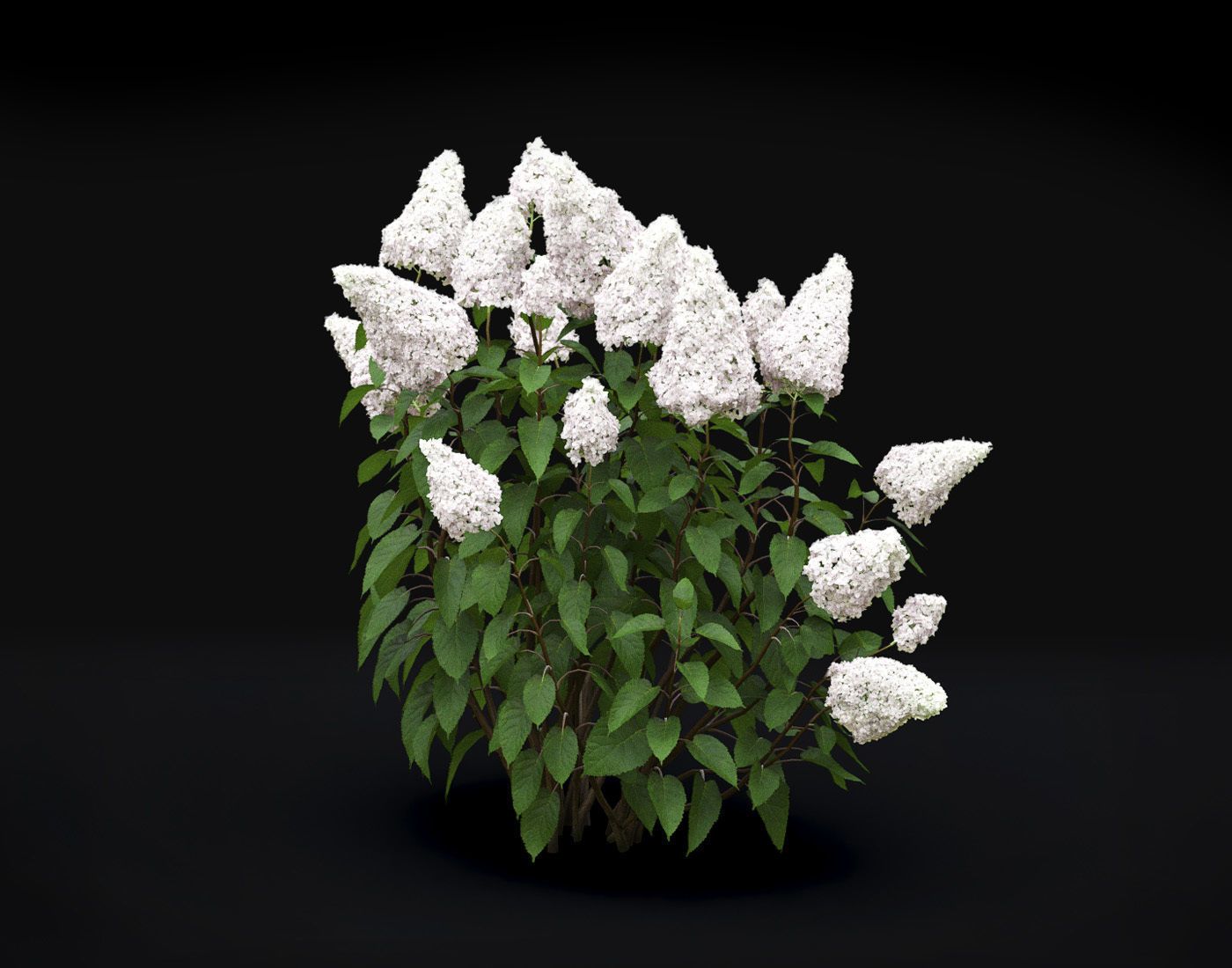 Hydrangea Paniculata Bush 02 3D model | CGTrader