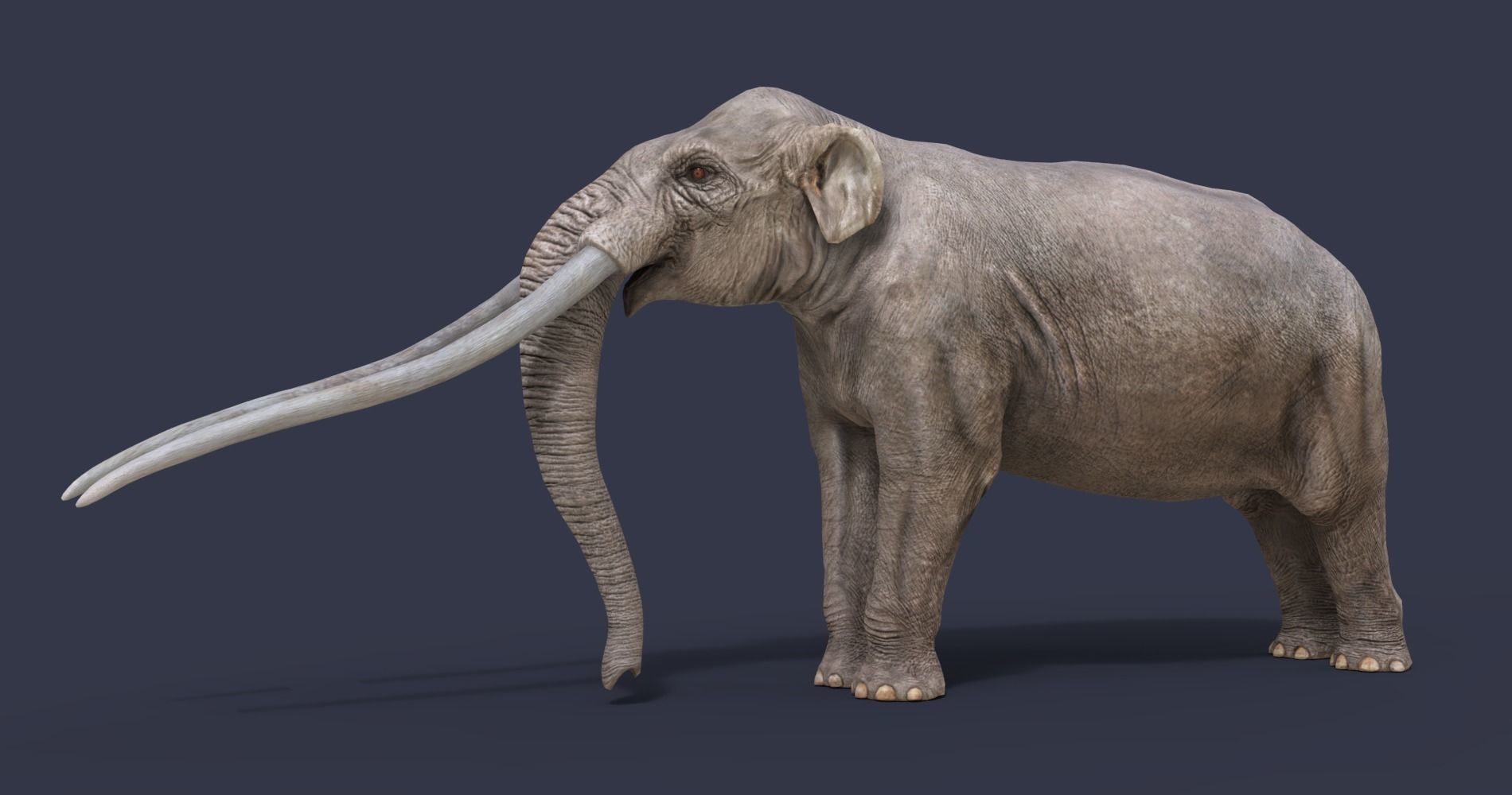 3D model Anancus arvernensis VR / AR / low-poly | CGTrader