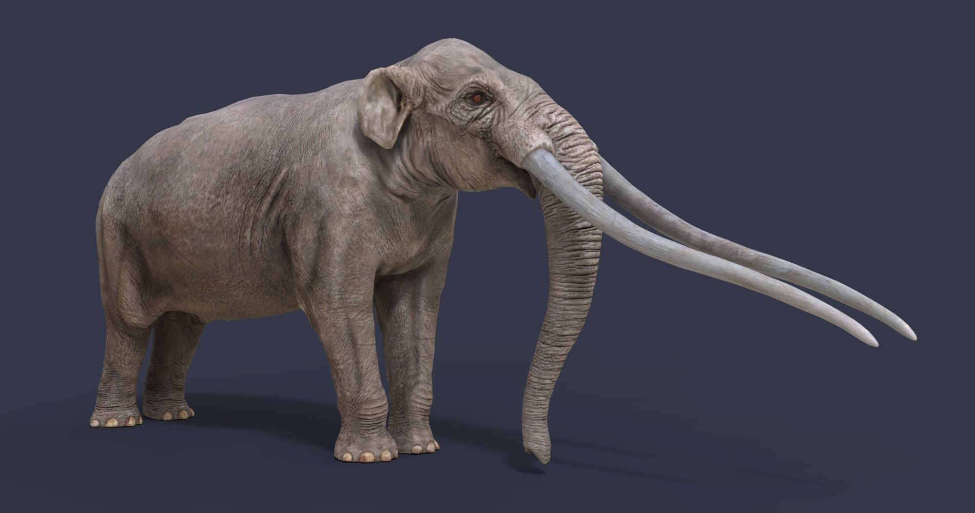 3D model Anancus arvernensis VR / AR / low-poly | CGTrader