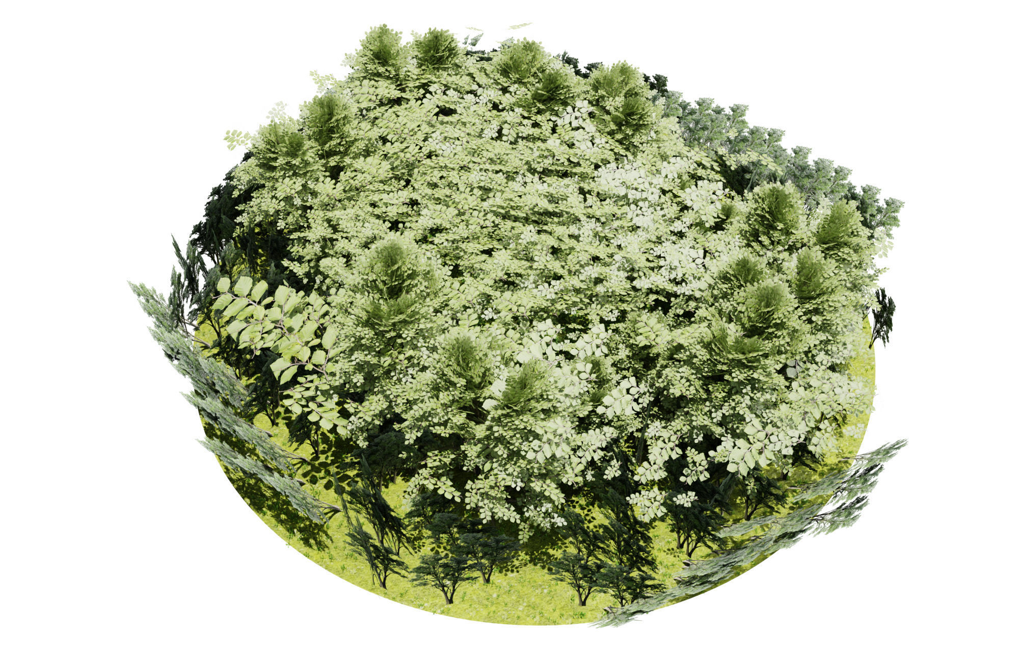 3D model Swamp forest VR / AR / low-poly | CGTrader