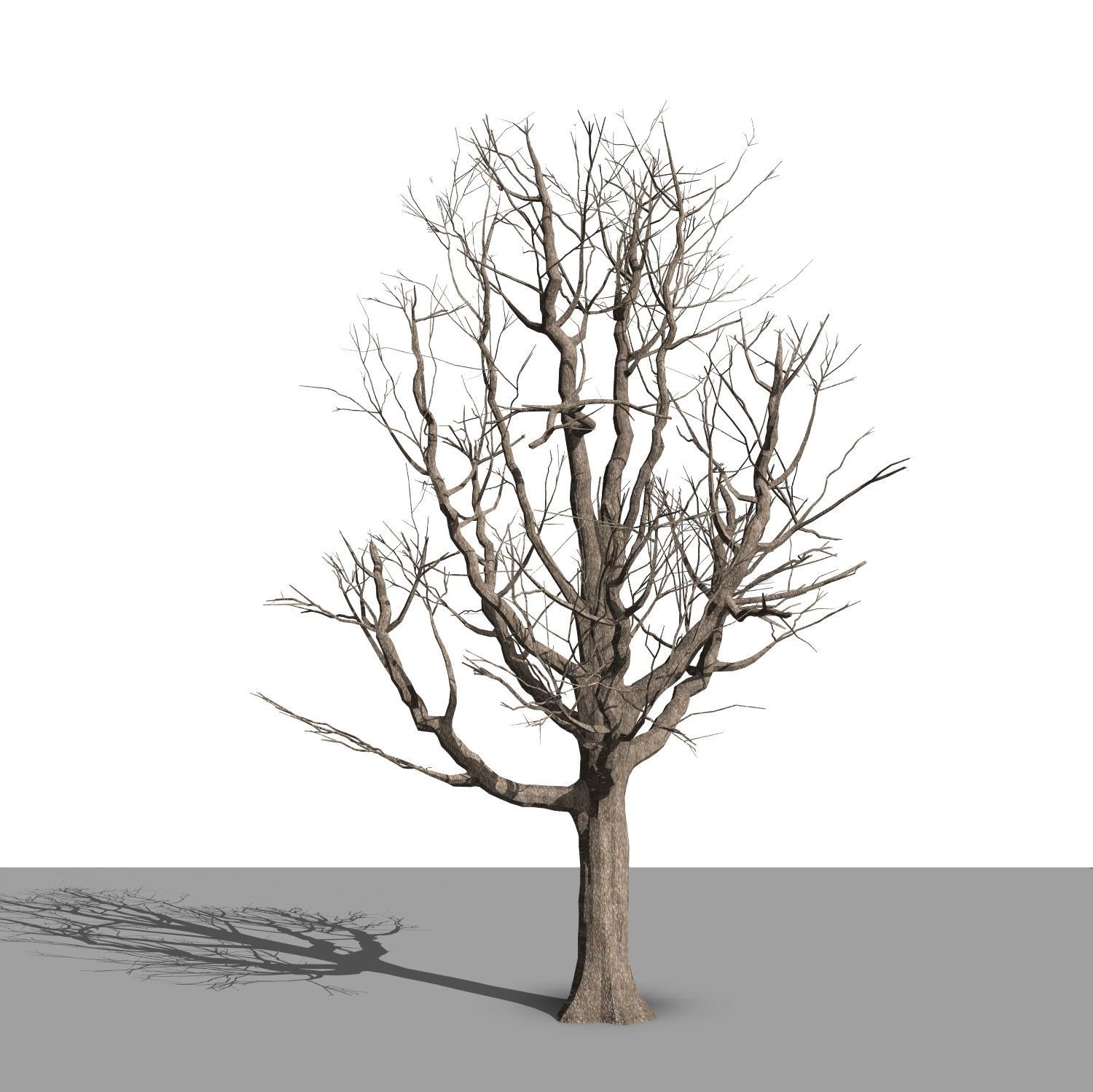 Revit scalable and detailed tree arquitree22 detailed 3D model | CGTrader
