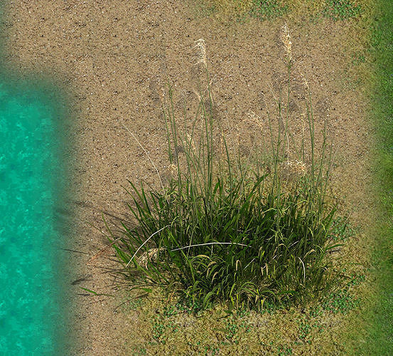 Lakeside Plants - Reed 02 3D model | CGTrader