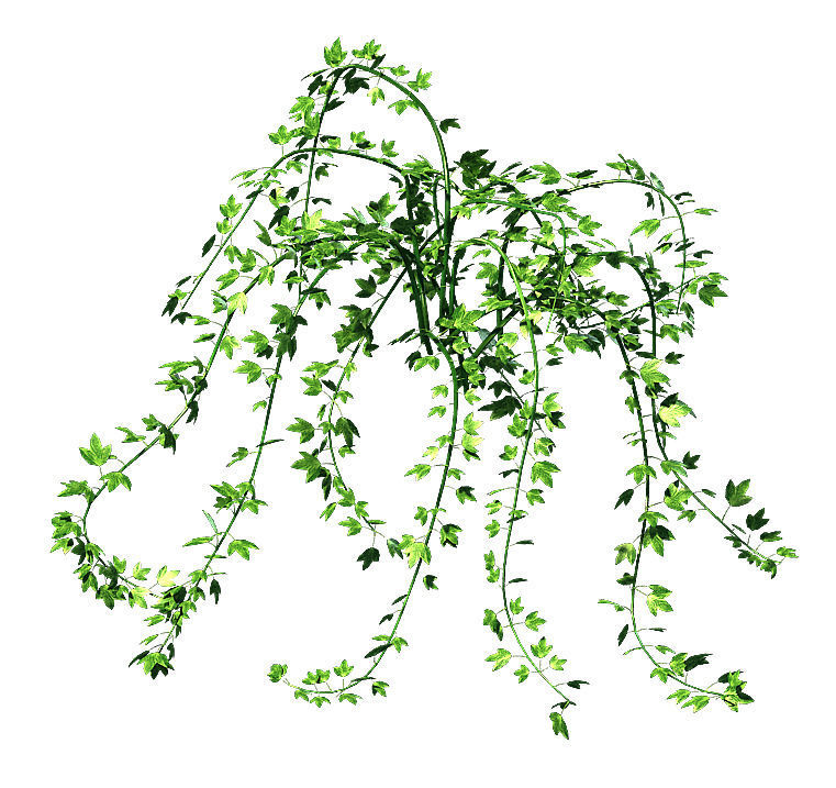 General plant - vines 35 3D model | CGTrader
