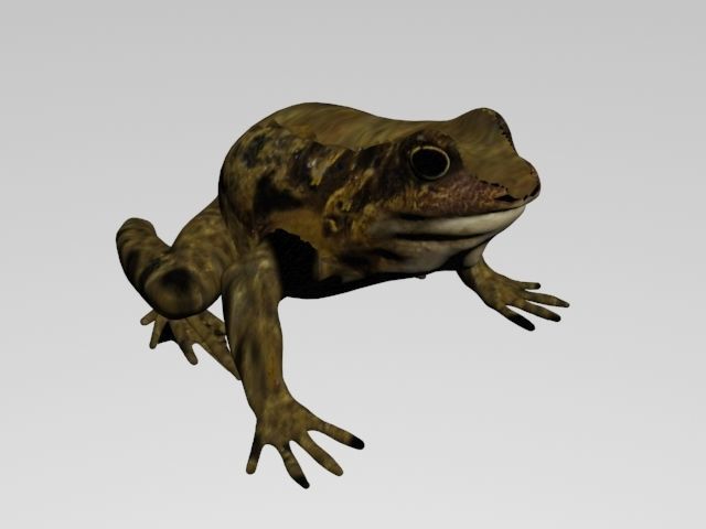 3D model FROG LOW POLY VR / AR / low-poly | CGTrader
