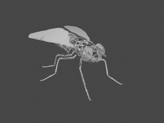 FLY INSECT 3D model | CGTrader