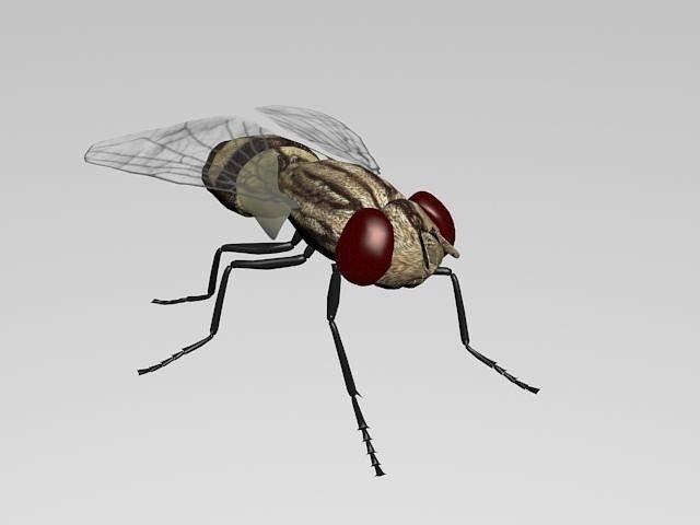 FLY INSECT 3D model | CGTrader