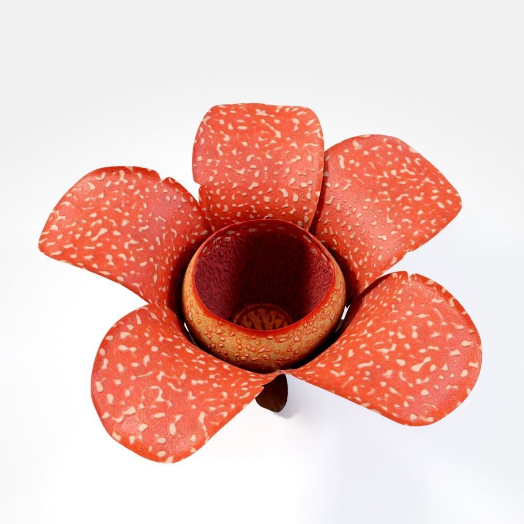 3D model Rafflesia VR / AR / low-poly | CGTrader