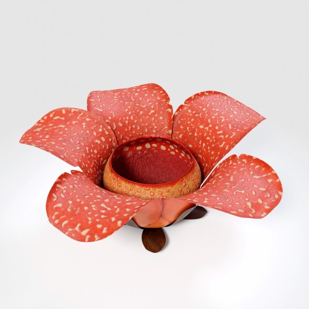 Rafflesia 3D asset | CGTrader