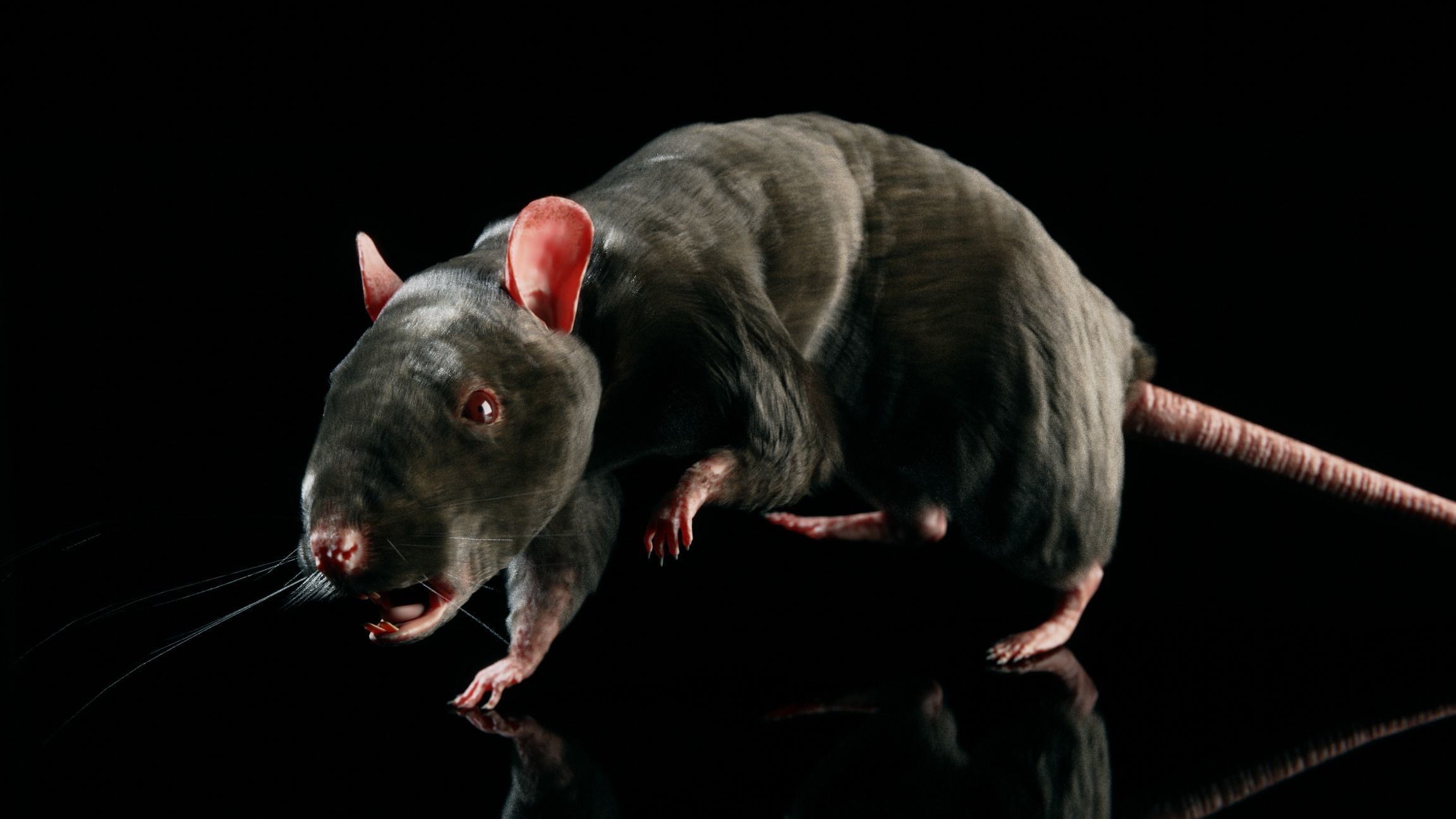 Rat - Realistic 3D model animated rigged | CGTrader