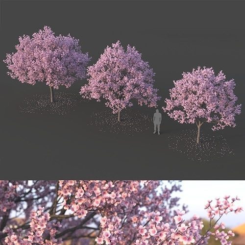 Sakura Tree Set 3D model | CGTrader