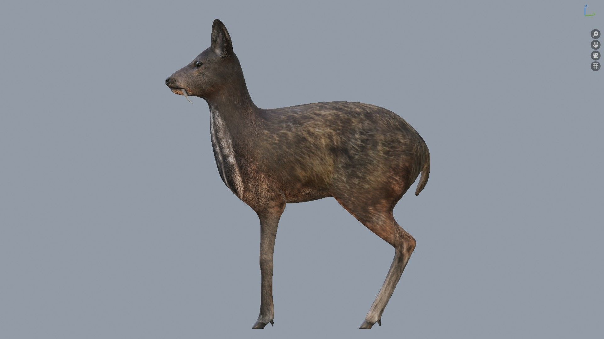 Musk-deer 3D model | CGTrader
