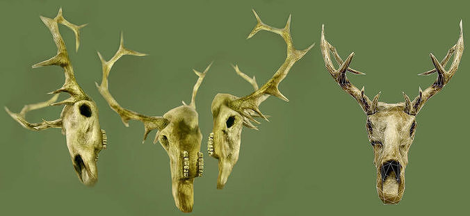 3D model Haunting Elk Deer Skull VR / AR / low-poly | CGTrader