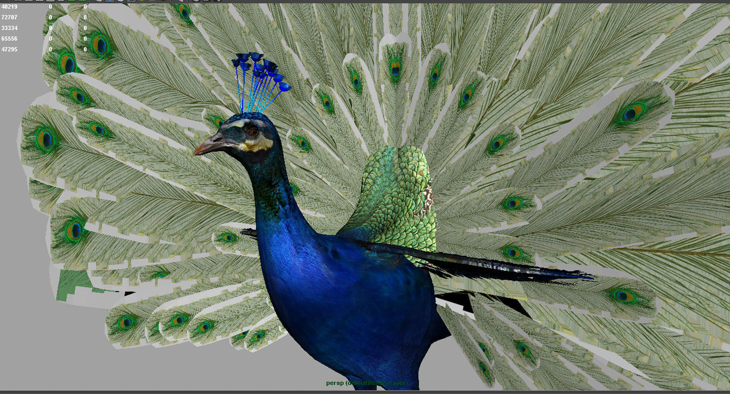 peacock 3d model 3D model | CGTrader