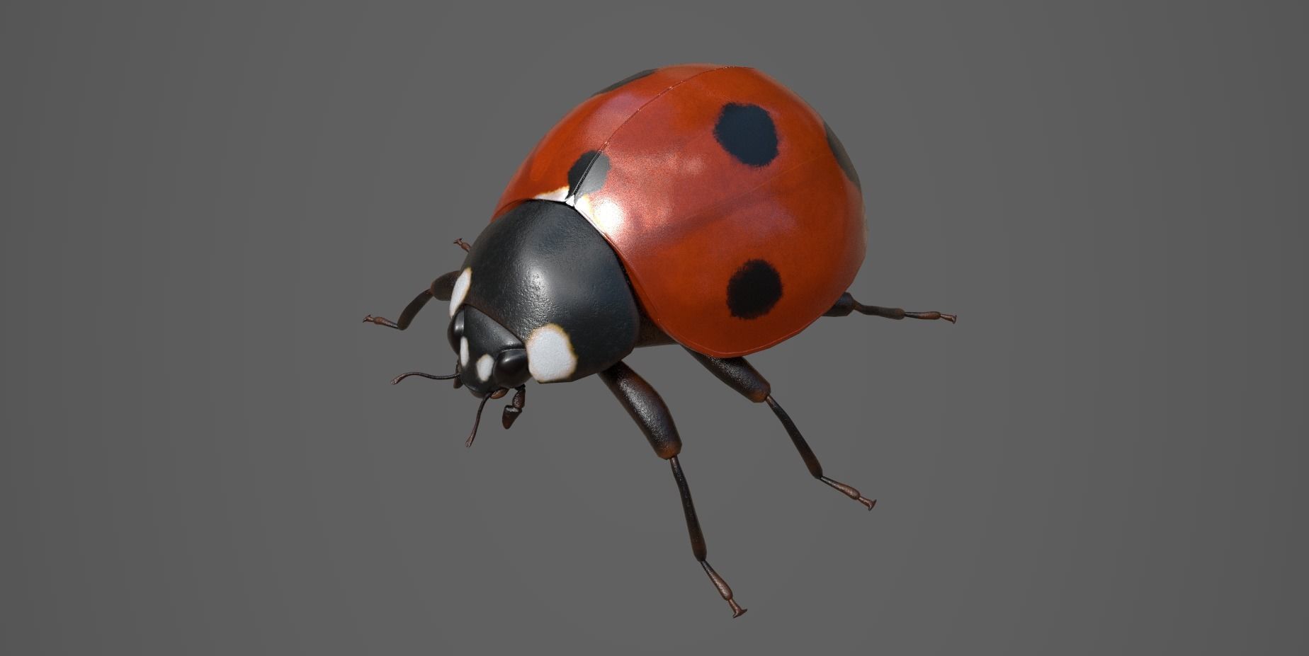 3D model Ladybug 3d Model VR / AR / low-poly | CGTrader
