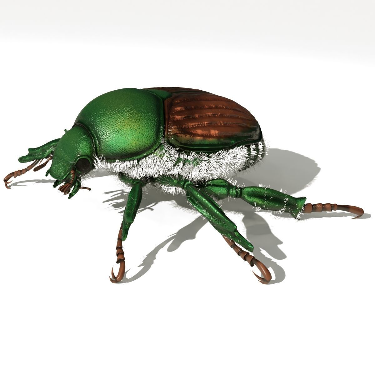 3D Bug Japanese Beetle | CGTrader