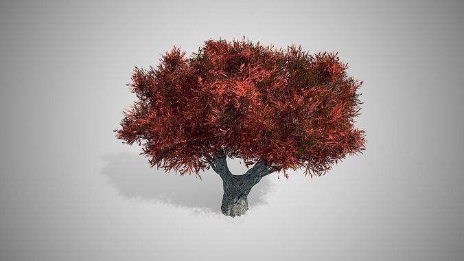 3D model African Olive Red Tree VR / AR / low-poly | CGTrader