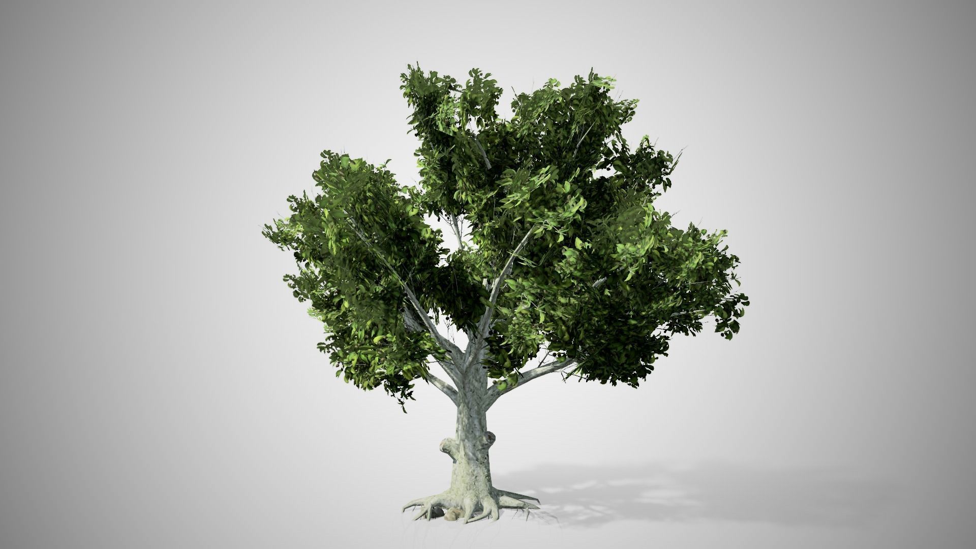 3D model American Beech Tree VR / AR / low-poly | CGTrader