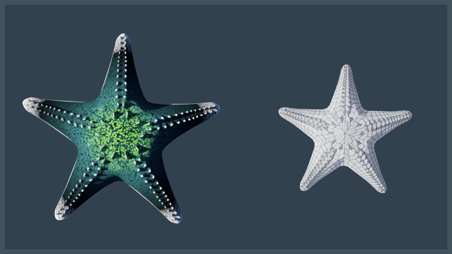 3D model Starfish Variety Pack 2 VR / AR / low-poly | CGTrader