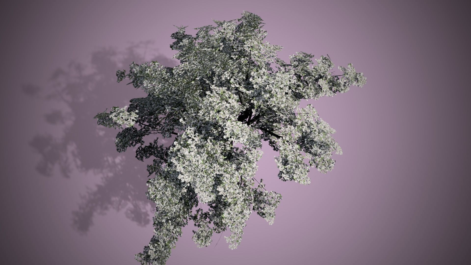 3D model Cherry Blossoms Tree VR / AR / low-poly | CGTrader