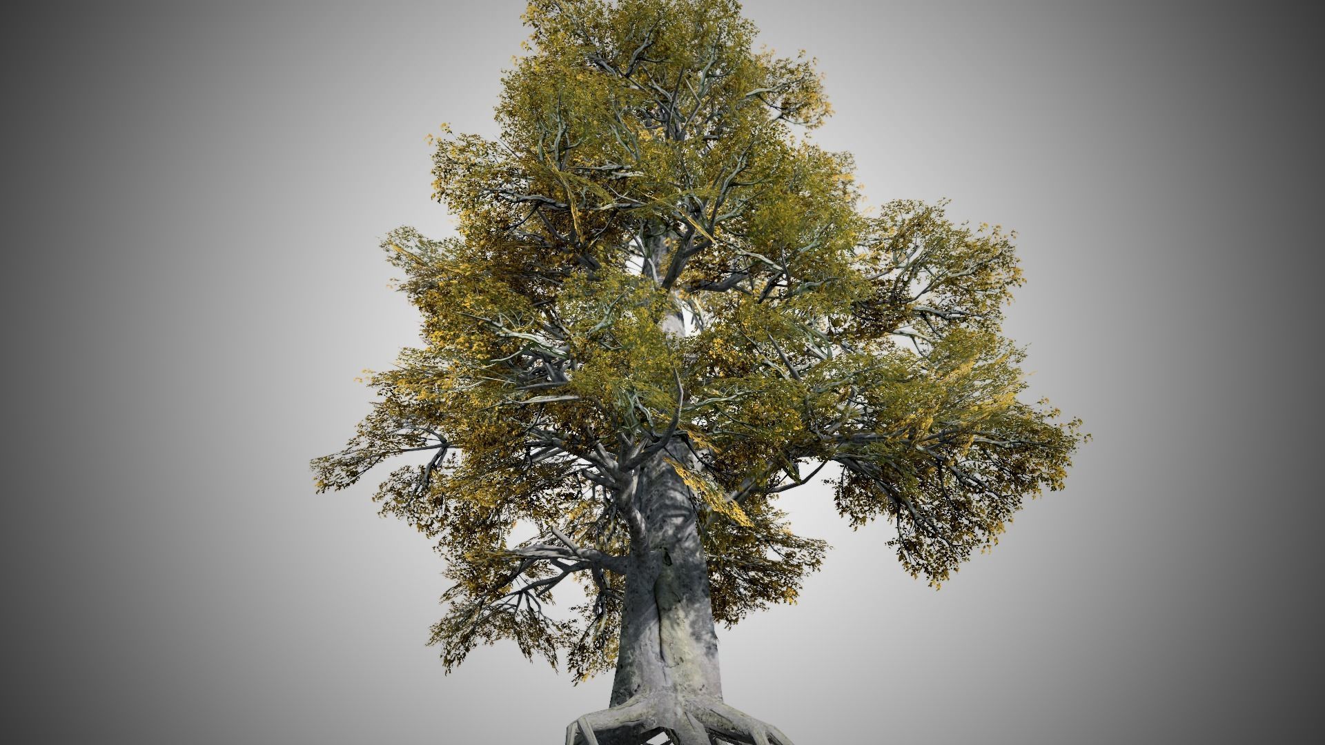 3D model European Beech Fall Tree VR / AR / low-poly | CGTrader