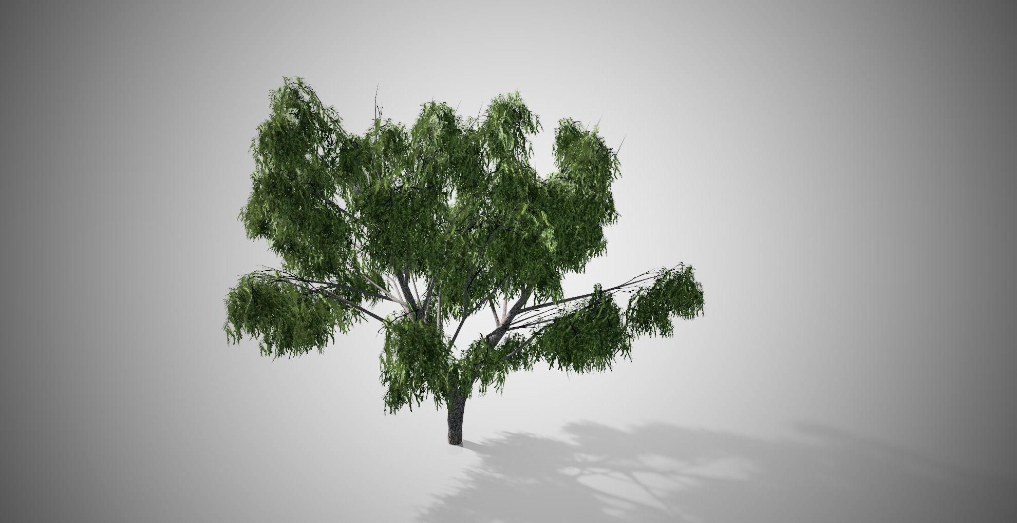 3D model Honey Mesquite Tree VR / AR / low-poly | CGTrader