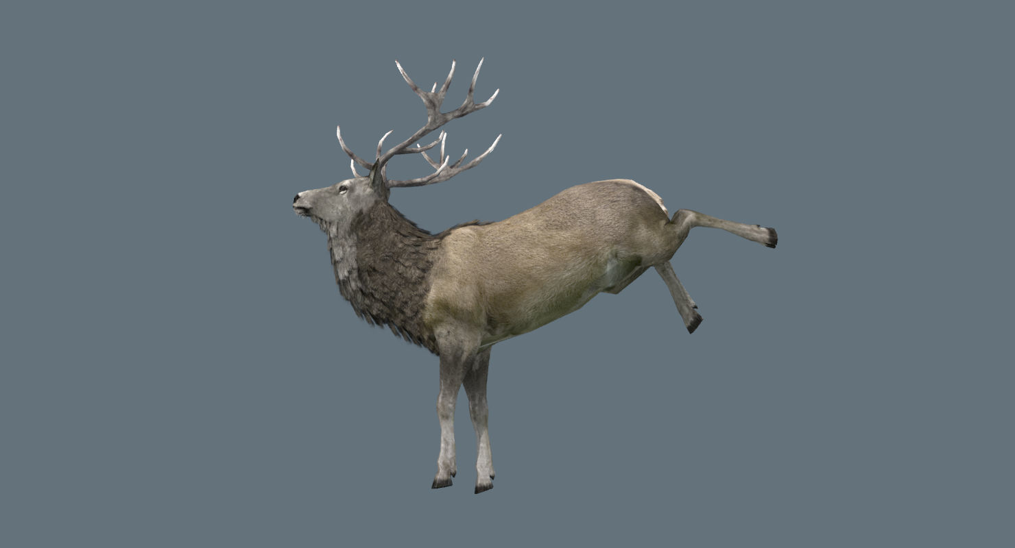 3D model Deer Rig VR / AR / low-poly | CGTrader