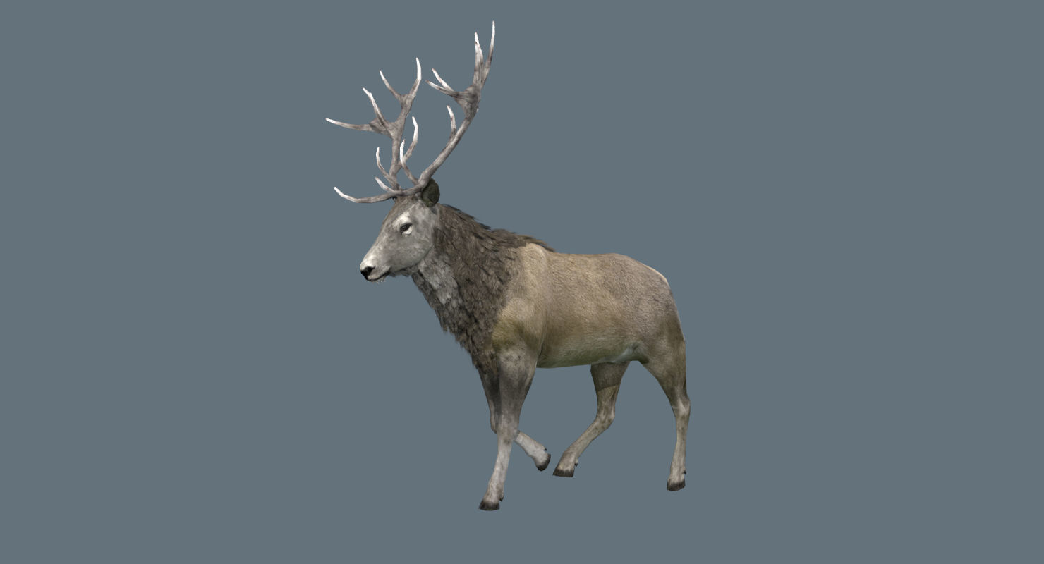 3D model Deer Rig VR / AR / low-poly | CGTrader