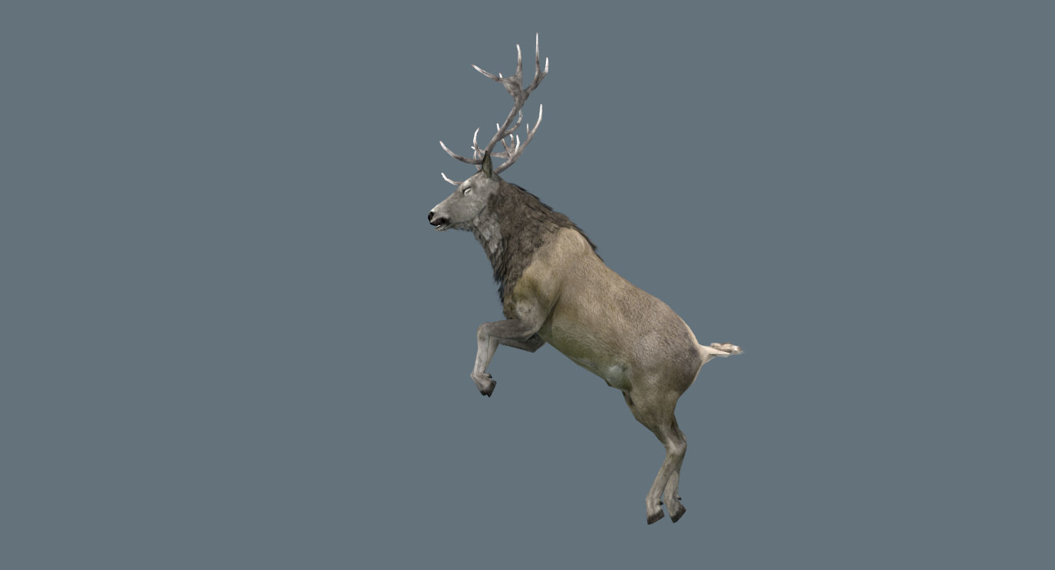 3D model Deer Rig VR / AR / low-poly | CGTrader
