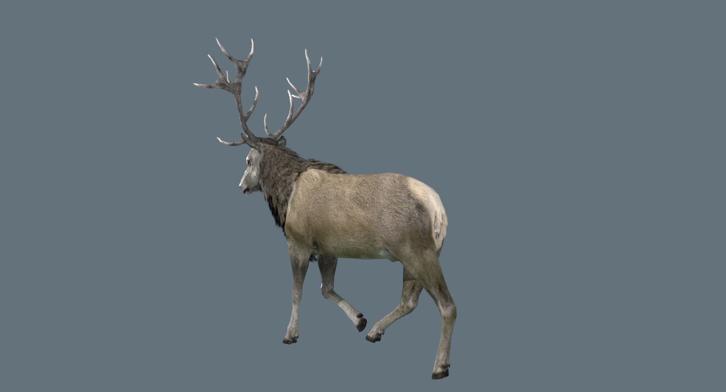 3D model Deer Rig VR / AR / low-poly | CGTrader
