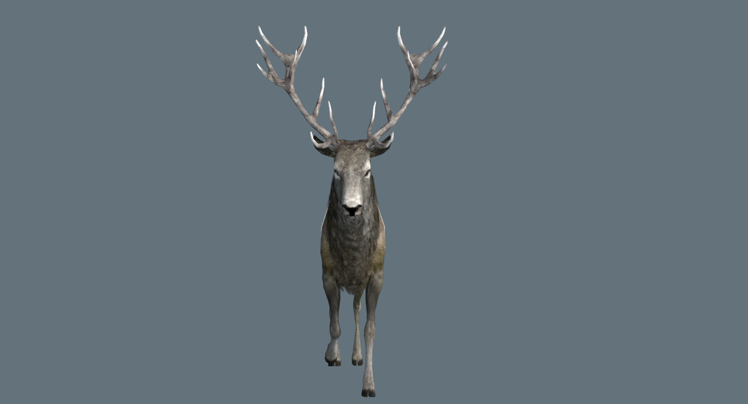 3D model Deer Rig VR / AR / low-poly | CGTrader