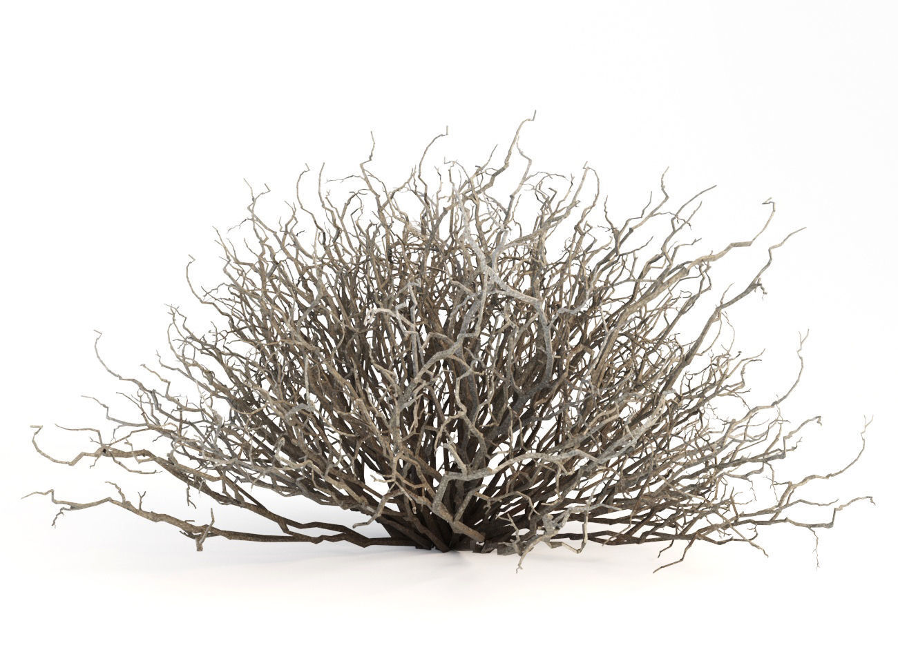 Sagebrush branch of twigs 3D model | CGTrader