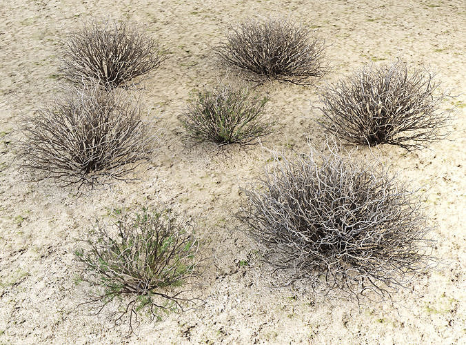 Sagebrush 3D model | CGTrader