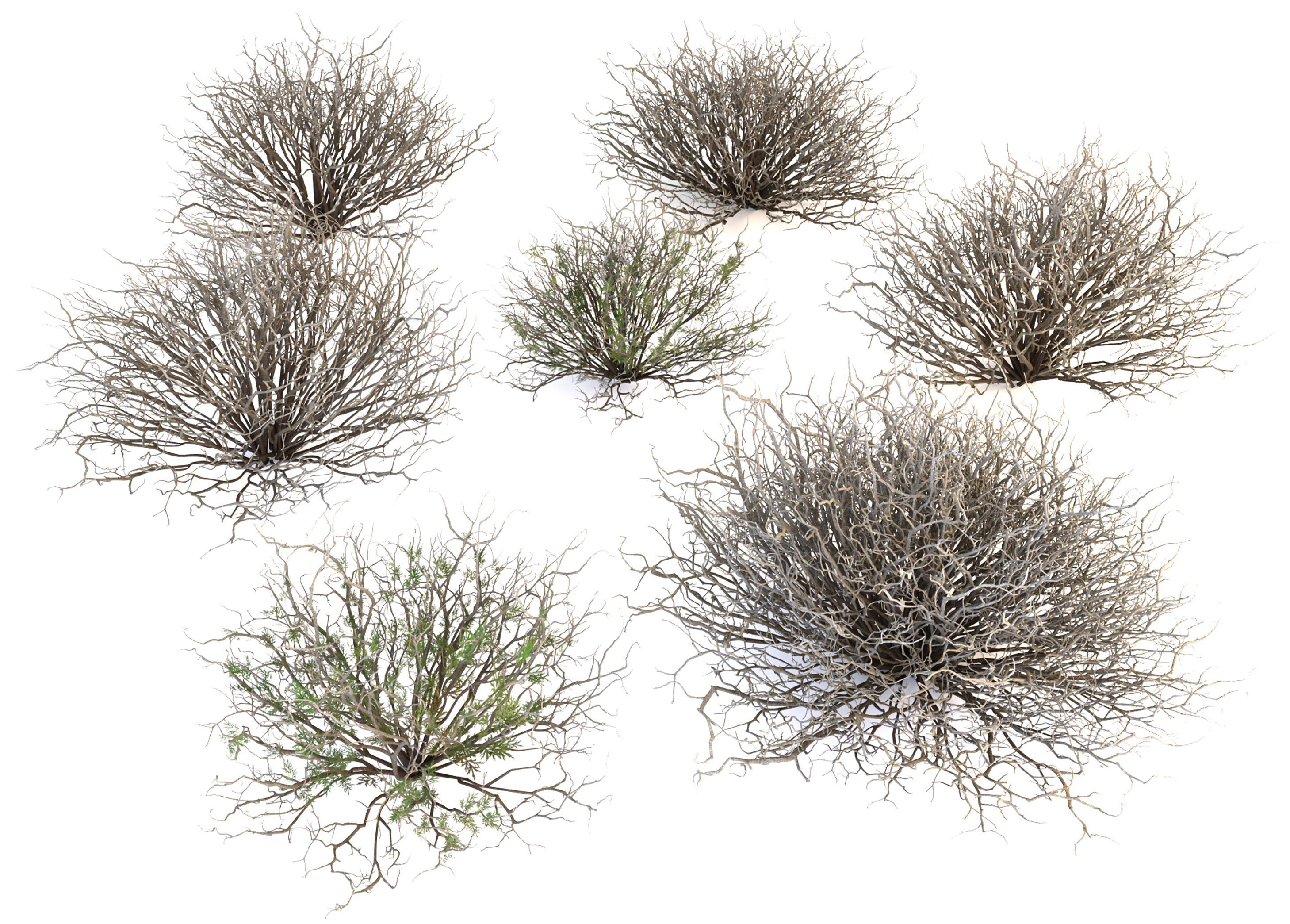 Sagebrush branch of twigs 3D model | CGTrader
