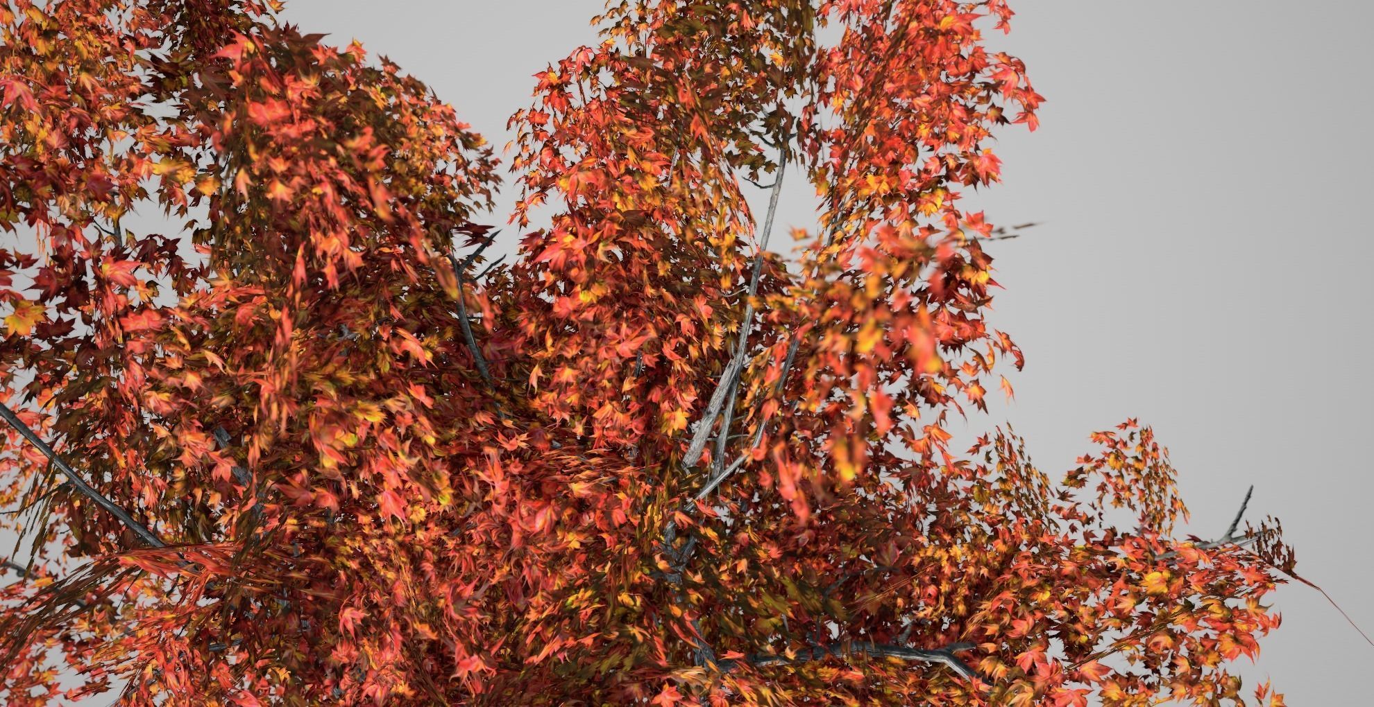 3D model Japanese Maple Fall Tree VR / AR / low-poly | CGTrader