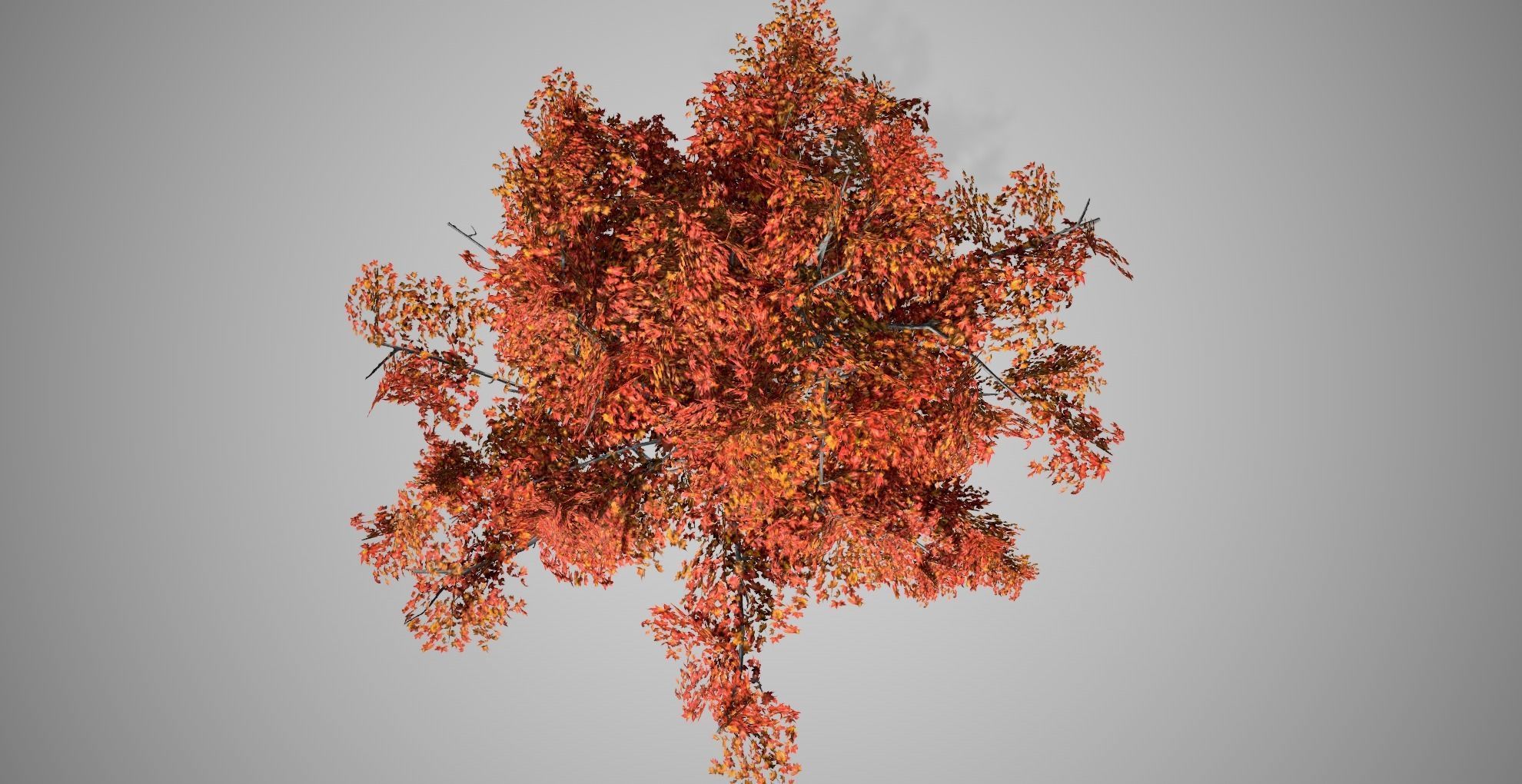 3D model Japanese Maple Fall Tree VR / AR / low-poly | CGTrader