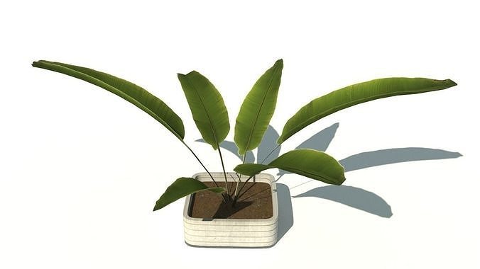 The Plant in pot 3D model | CGTrader