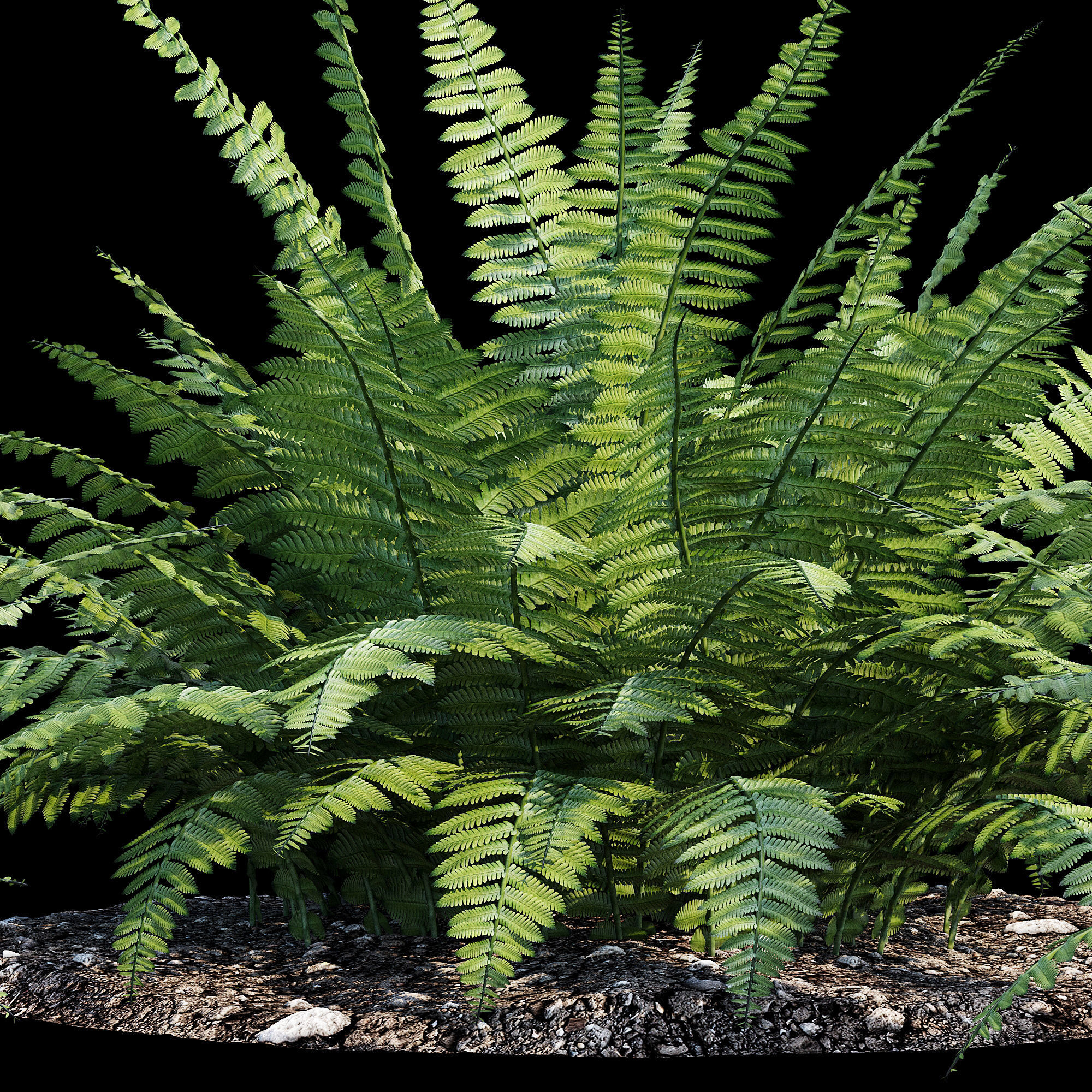 Fern bush 3D model | CGTrader