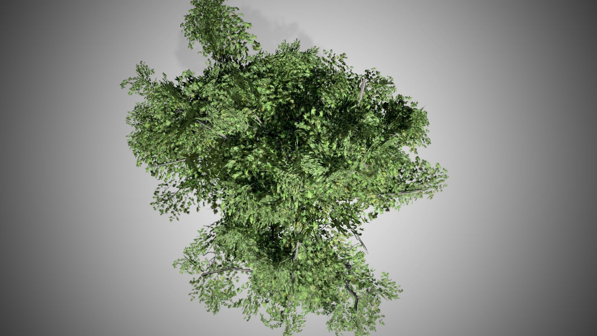 3D model Japanese Maple Tree VR / AR / low-poly | CGTrader