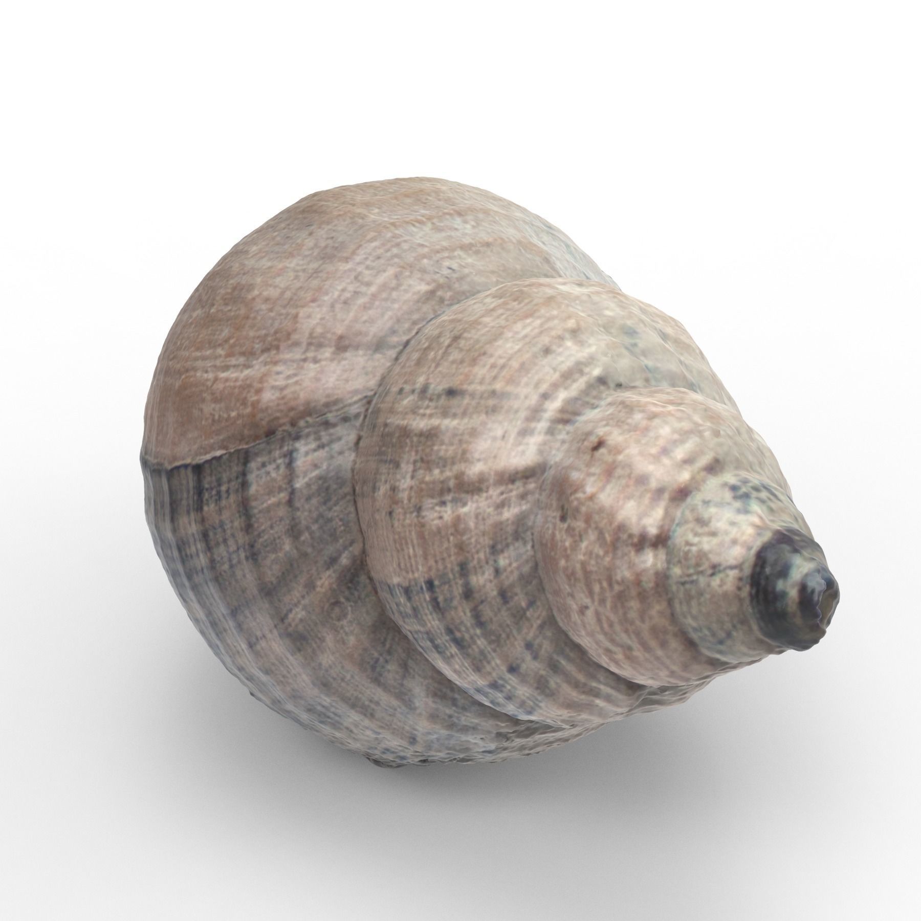 Shell 3D model | CGTrader