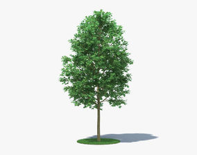 Planetree 3D Models | CGTrader