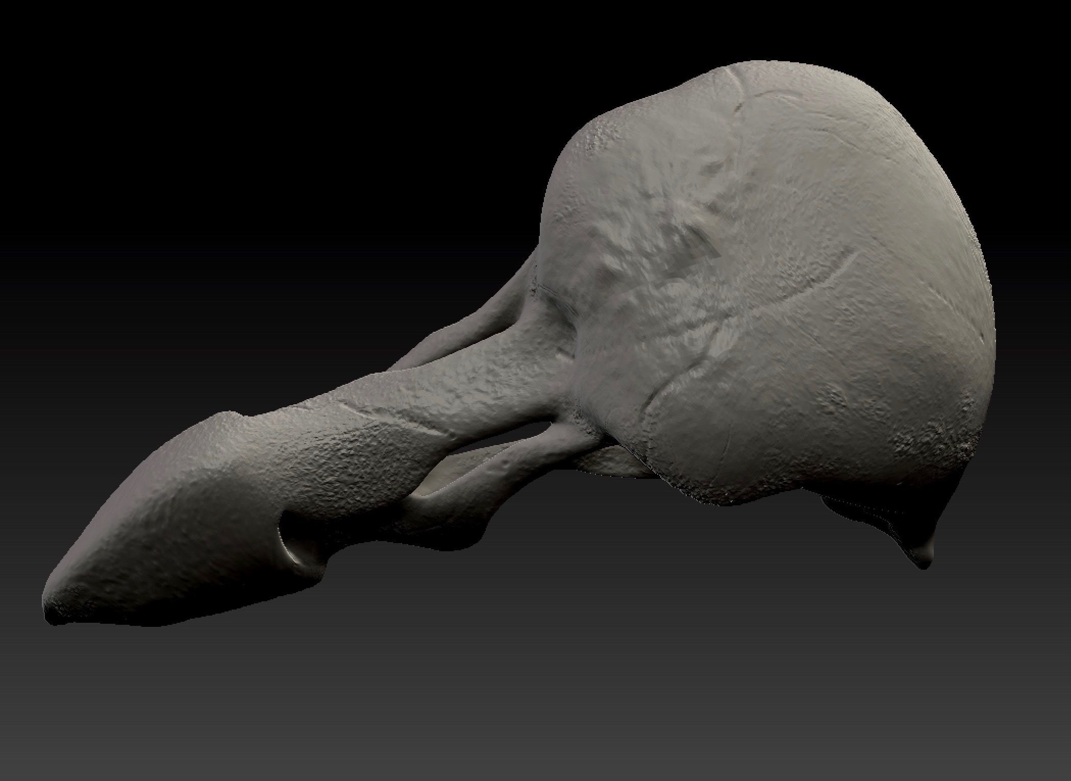 Dodo Bird Skull 3D Printable 3D model 3D printable | CGTrader
