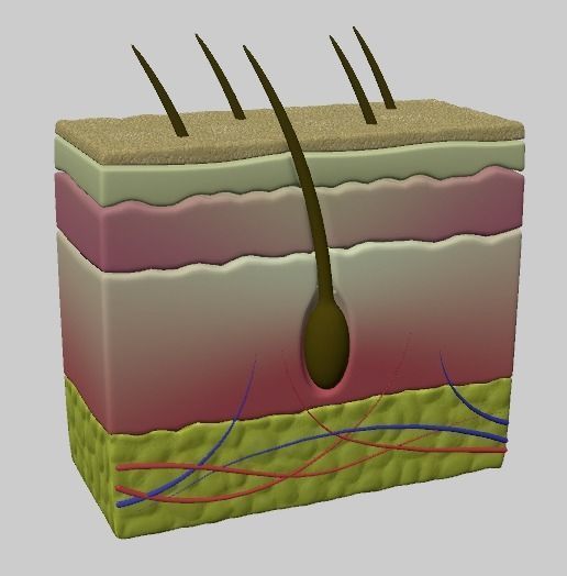 Human Scalp 3D model 3D model | CGTrader