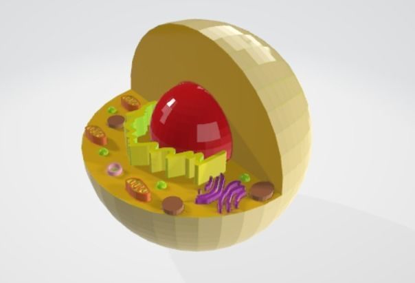 Animal Cell 3D model 3D printable | CGTrader