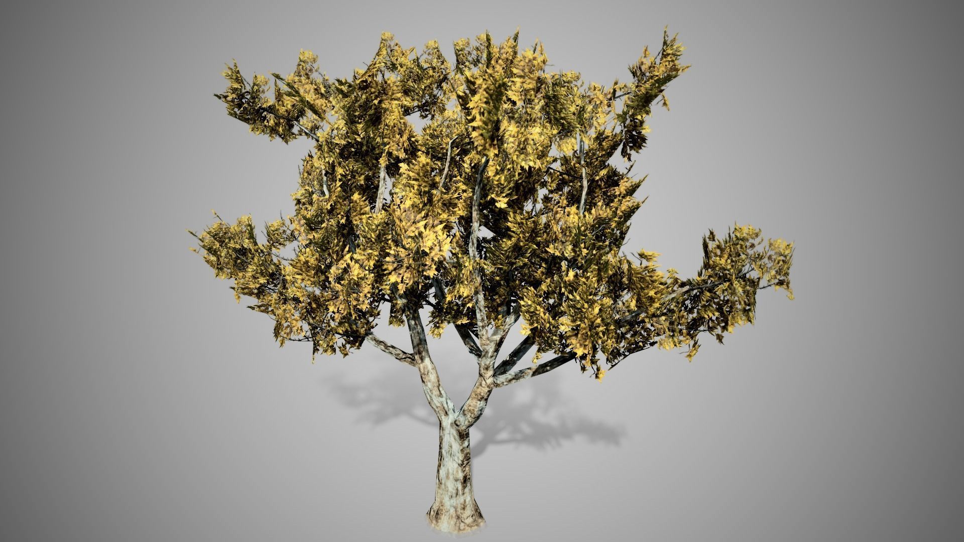 3D model London Plane Fall Tree LODs VR / AR / low-poly | CGTrader