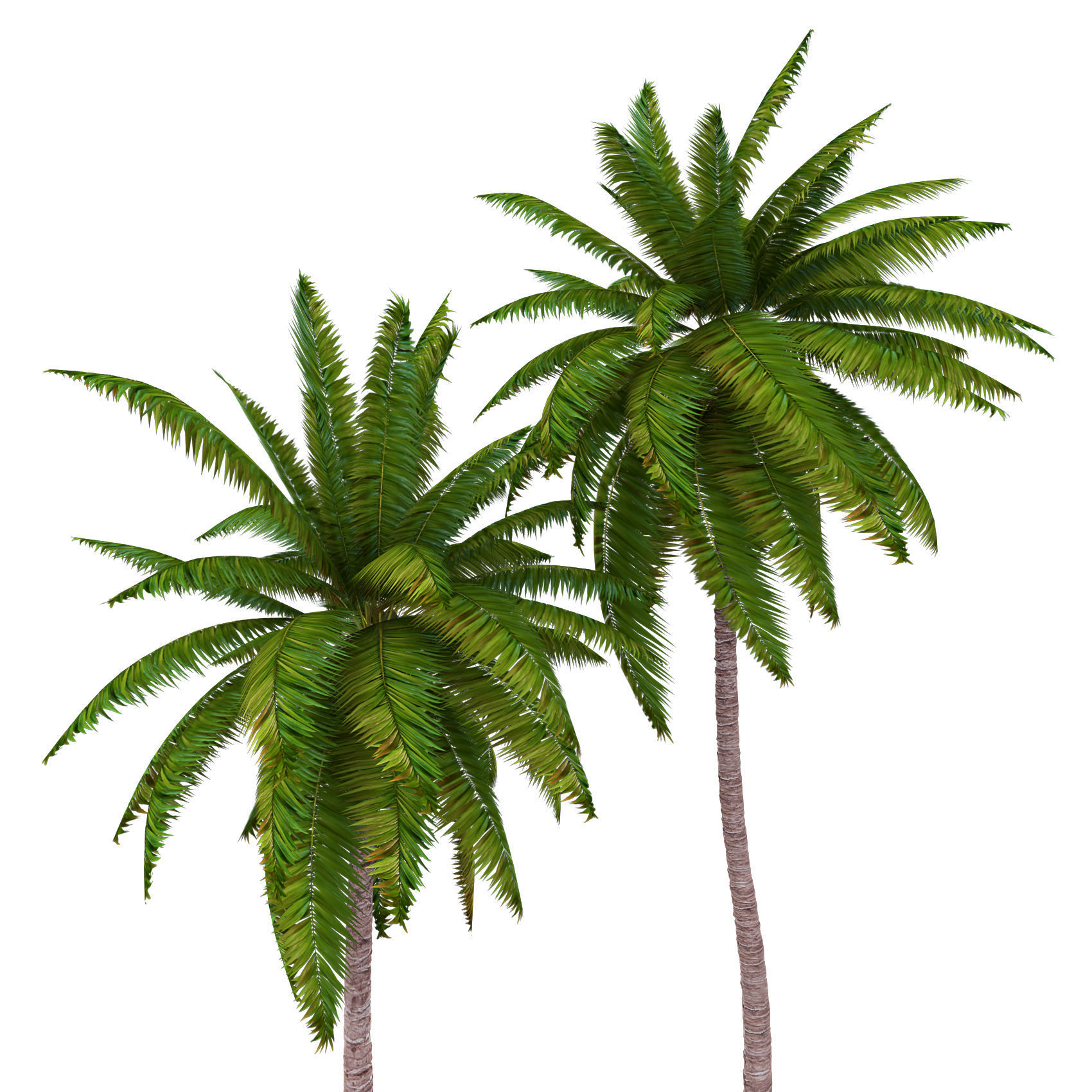3D model Palms low poly set 1 VR / AR / low-poly | CGTrader